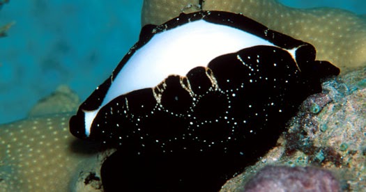 Variety of Life: Ovulidae