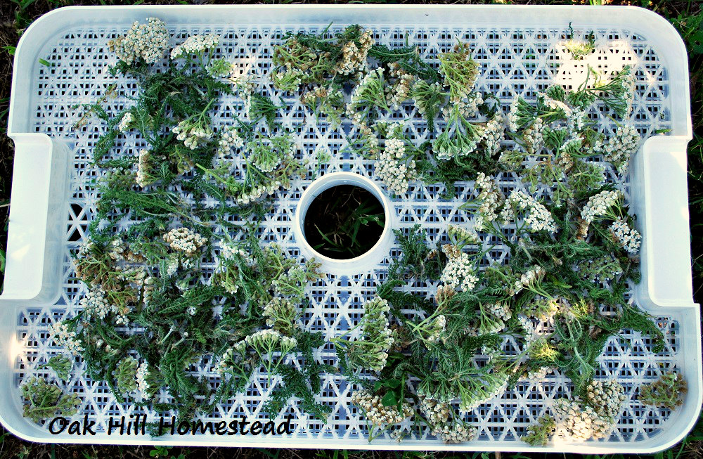 How To Forage, Harvest and Dry Yarrow - Oak Hill Homestead