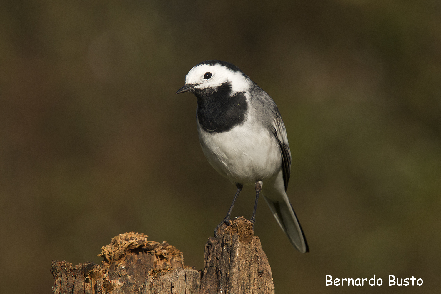 RÍA DE LA VILLA: Lavandera blanca