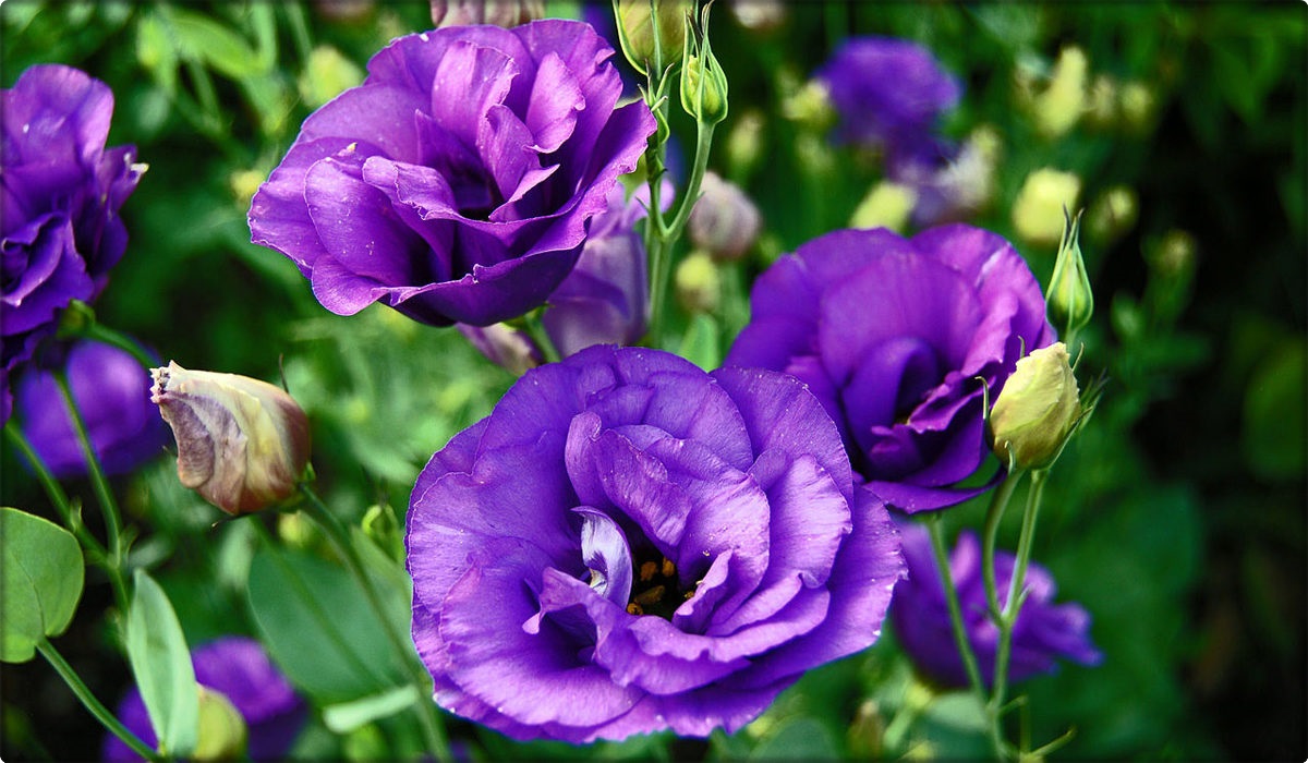 Eustoma russellianum (Texas bluebell)