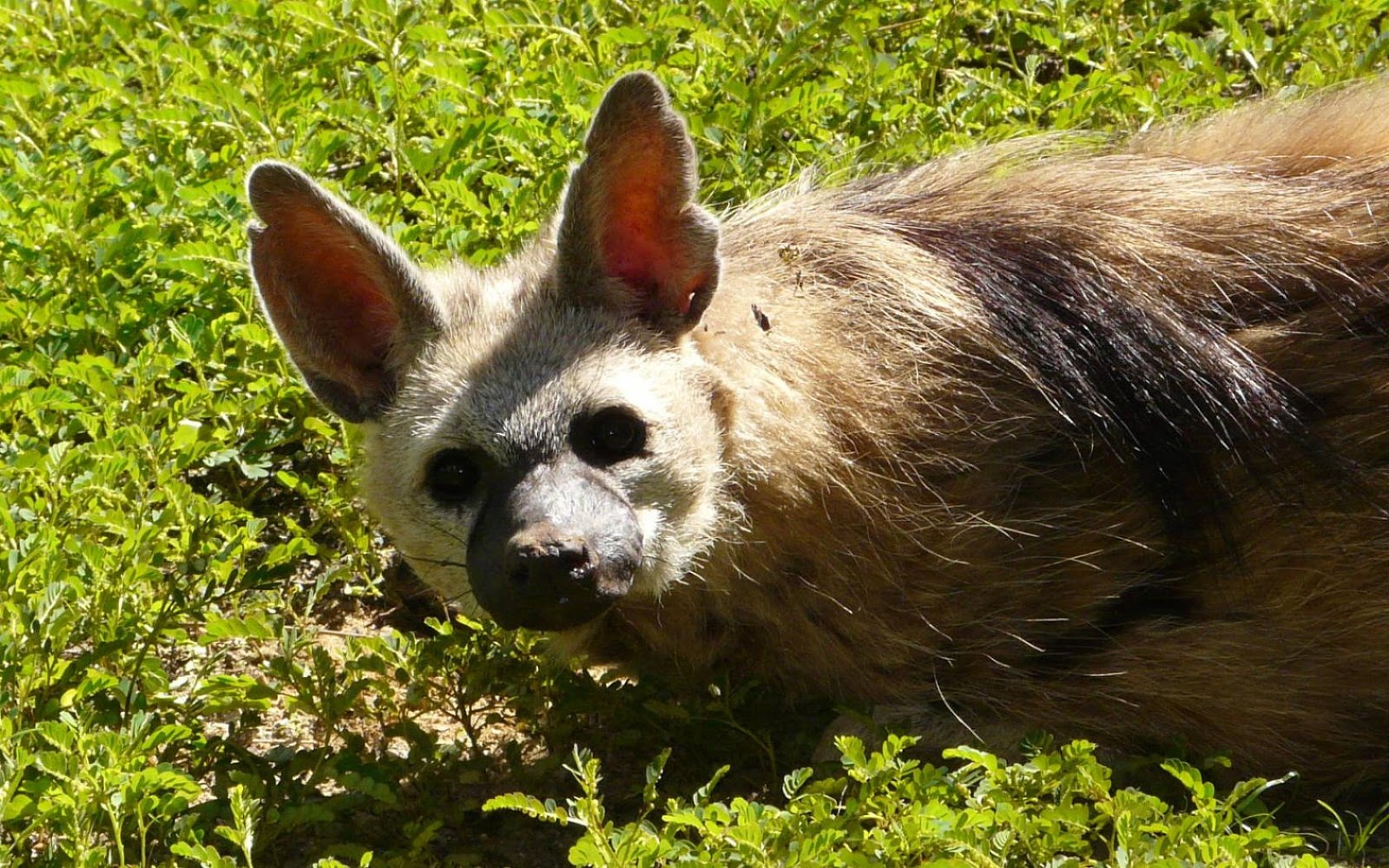 WildLife: January 2013