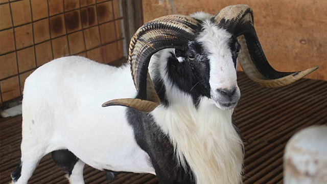 Adu Domba ala Garut: Bukan Sekadar Ajang Adu-Aduan | Bimo Rafandha