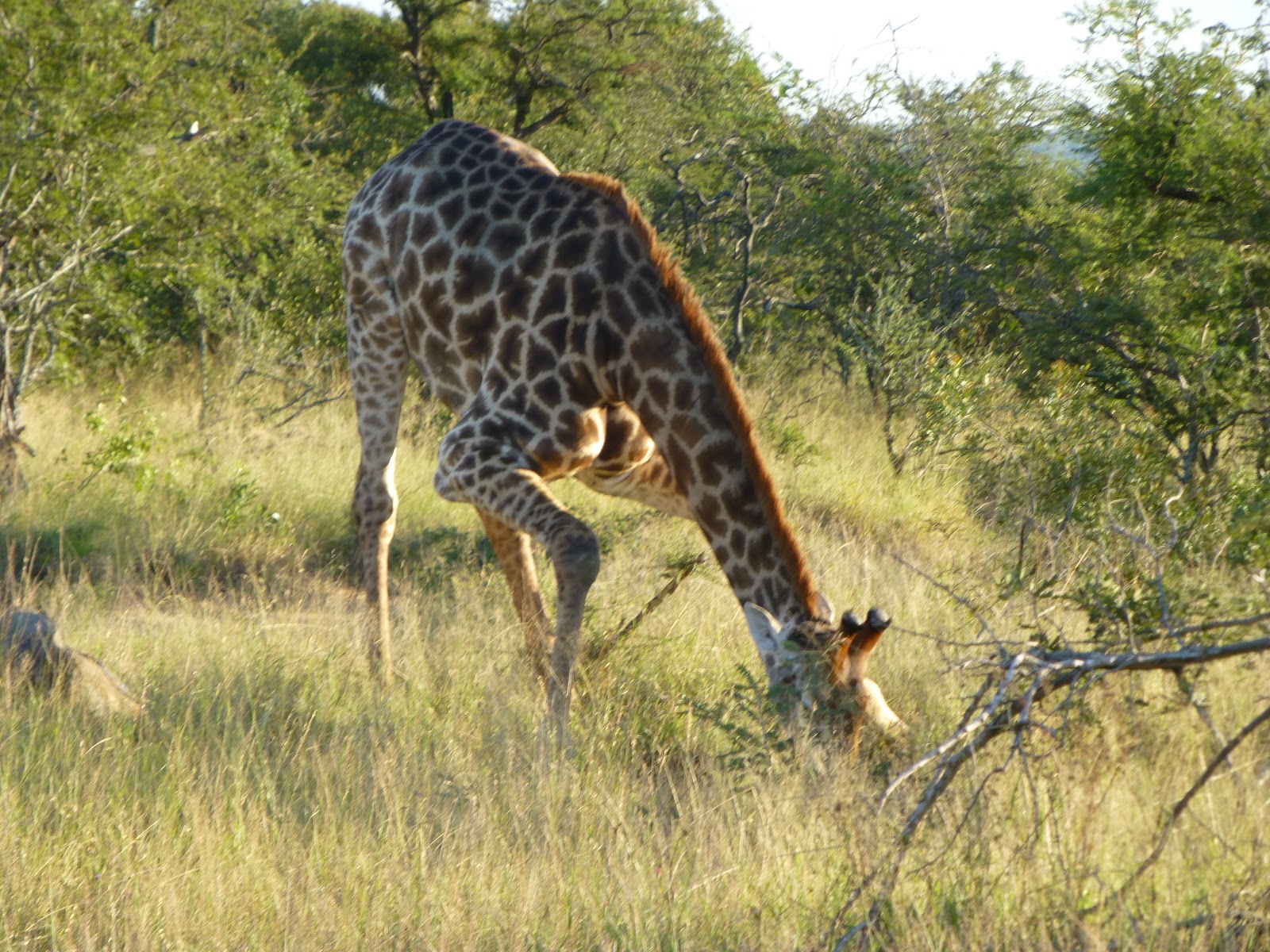 When Pigs Fly : On Safari...