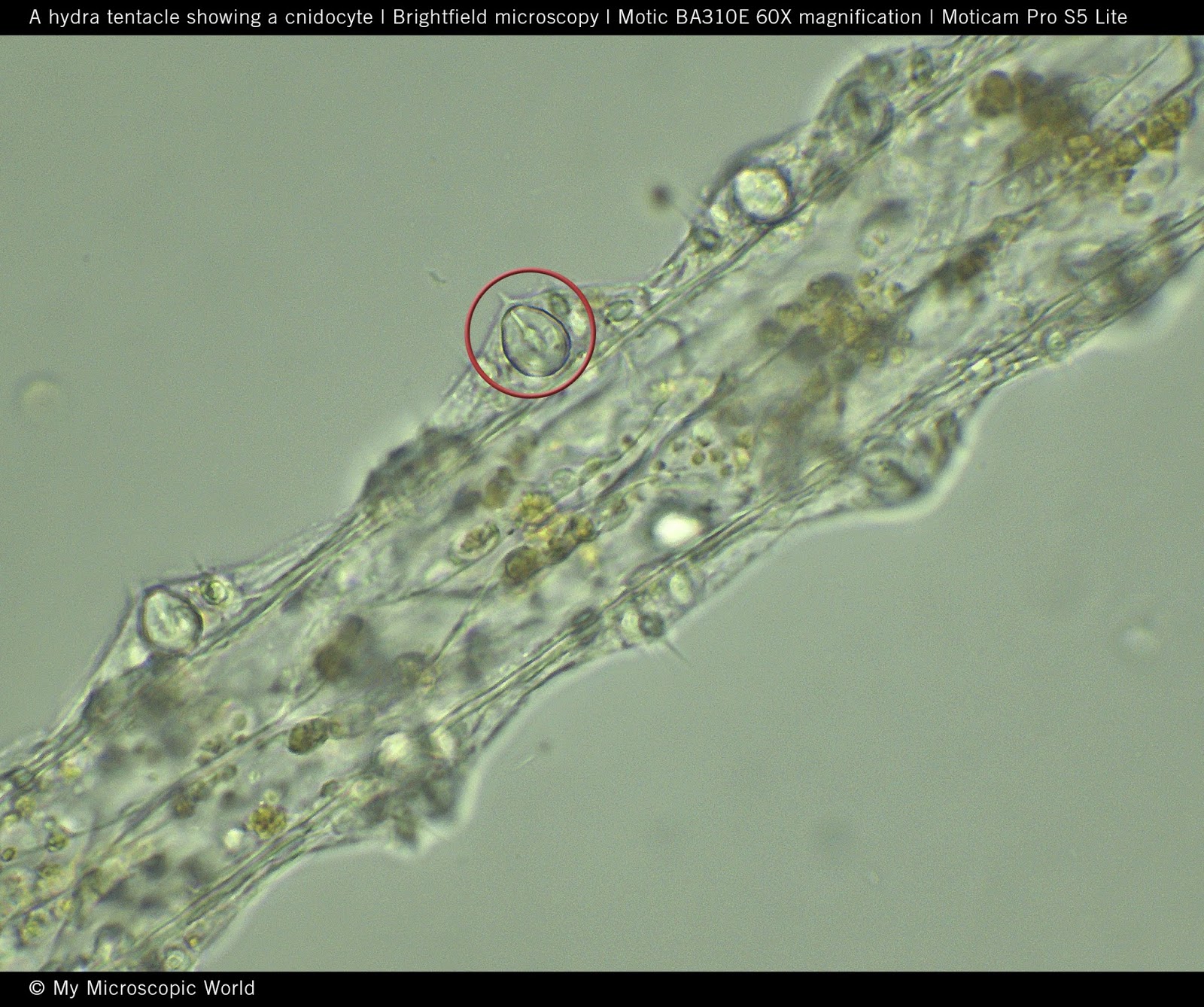 Hydra Under Microscope