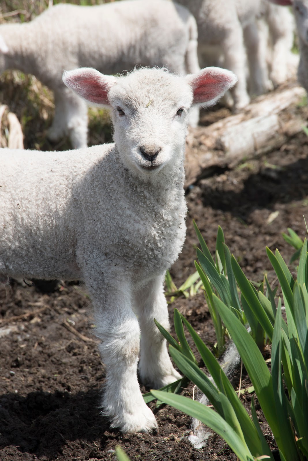 she shoots sheep shots: nash island roundup & shearing 2016