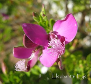 Elephant's Eye on False Bay