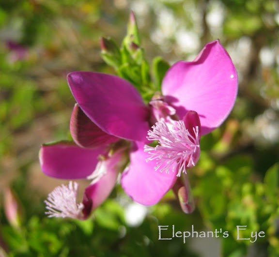 Elephant's Eye on False Bay