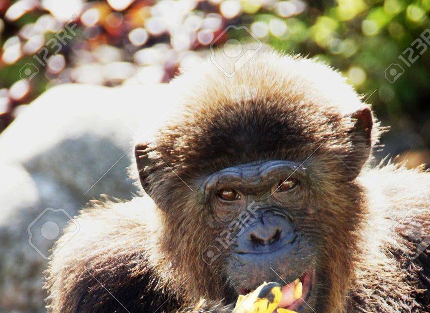 Congo basin : Save the Big monkeys