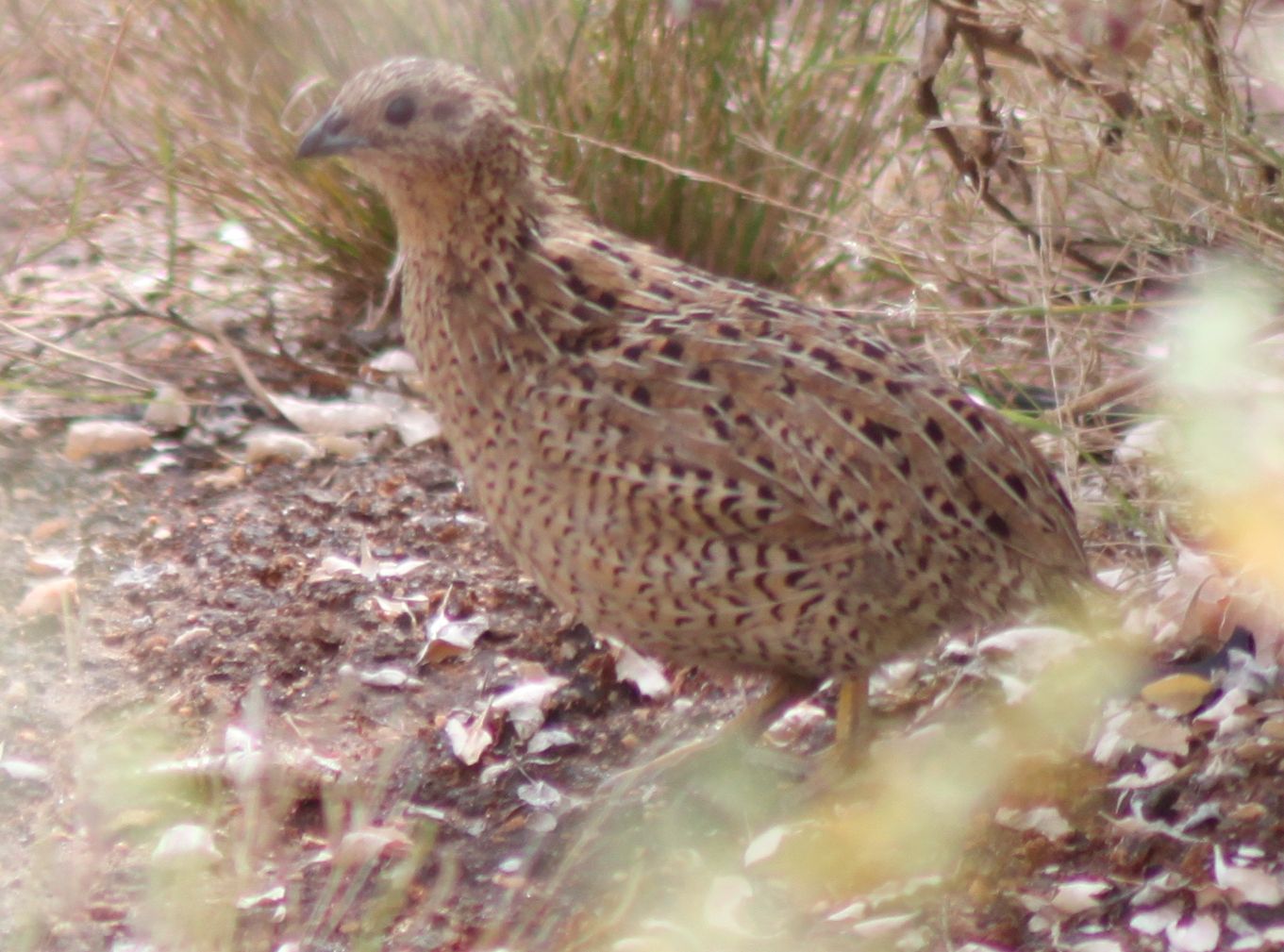 Richard Waring's Birds of Australia: Brown Quail