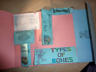 Human Anatomy Skeletal System