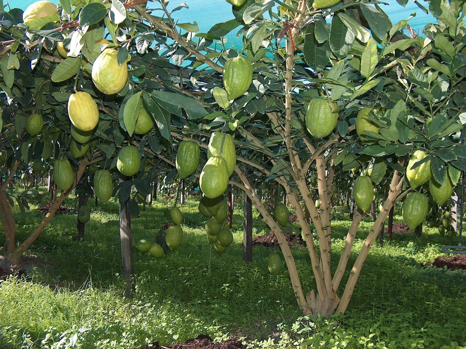 “Il frutto dell’albero più bello”: Il cedro sacro cresce qui nella ...