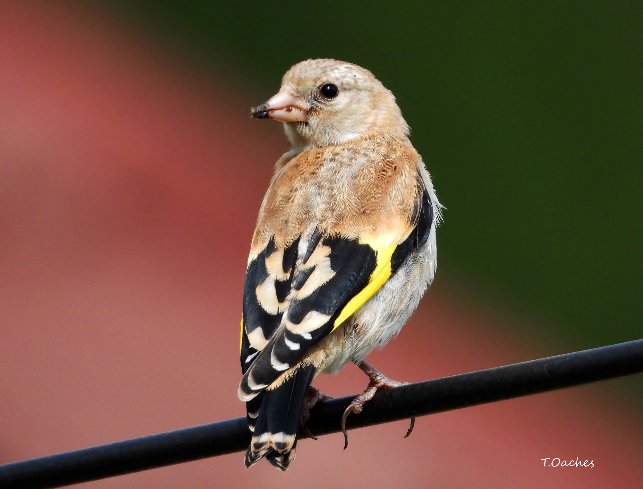 PASARI DIN ROMANIA: STICLETE(1), Carduelis carduelis