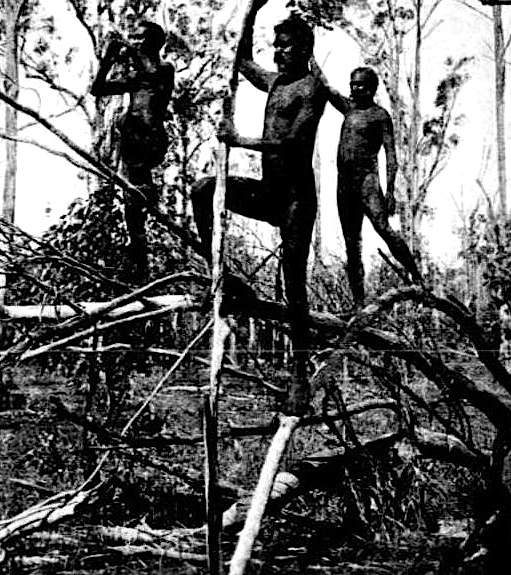 Historical Australian Towns: Mossman, QLD: Home To the Oldest Surviving ...