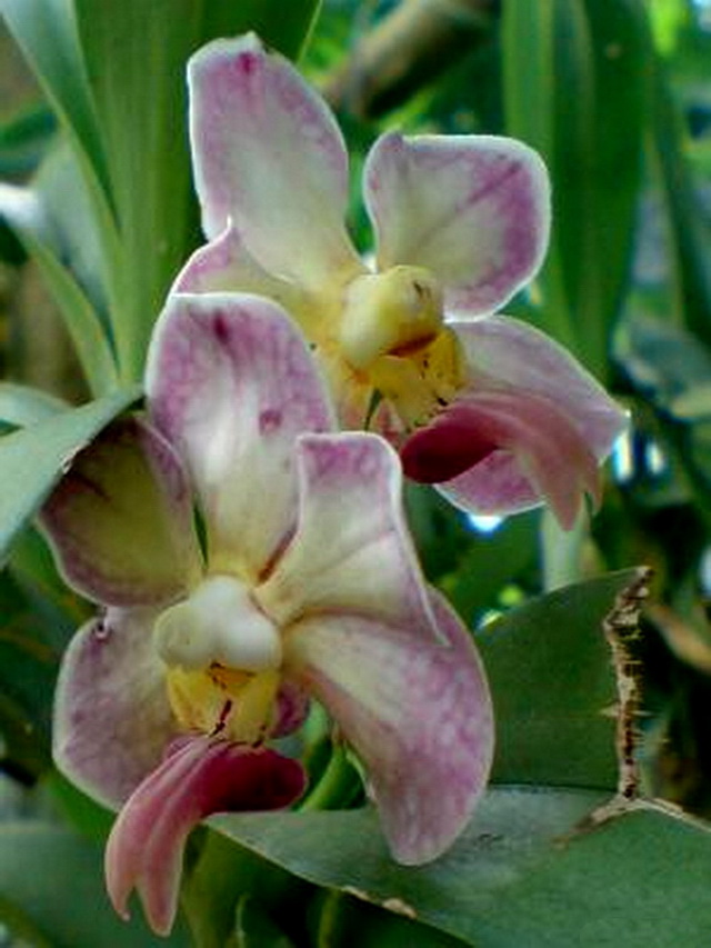 Wild orchids in sumatra: Vanda Jones ex R.Br., 1820