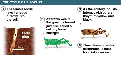 NATURE-TRENDS: WHAT ARE LOCUSTS? ARE LOCUSTS DANGEROUS?? PREVENTION