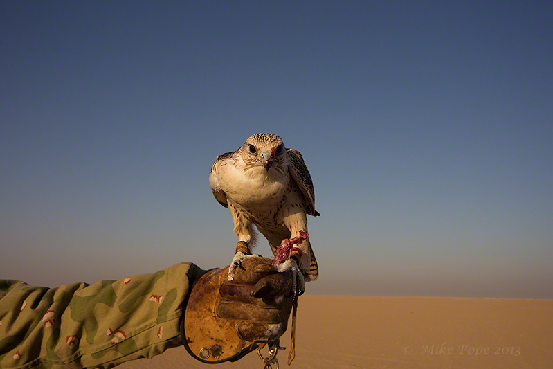 Kuwait Birding: The mighty Saker