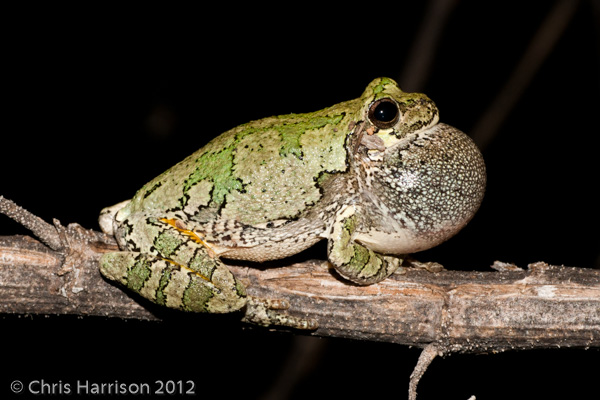 Frog Blog: Telling the Gray Treefrogs Apart