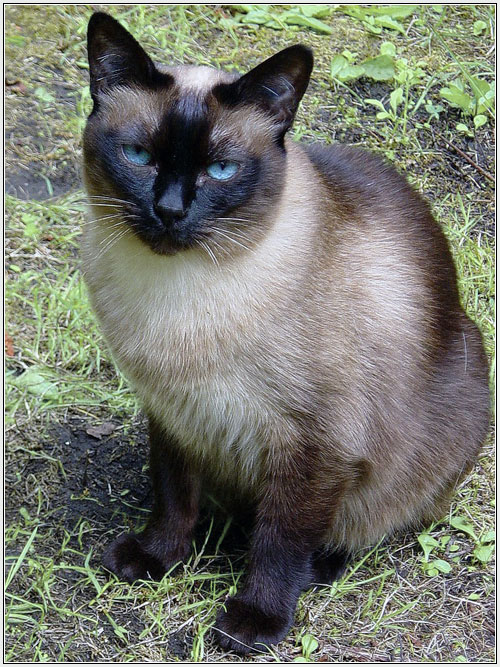 Cat Picture and Information