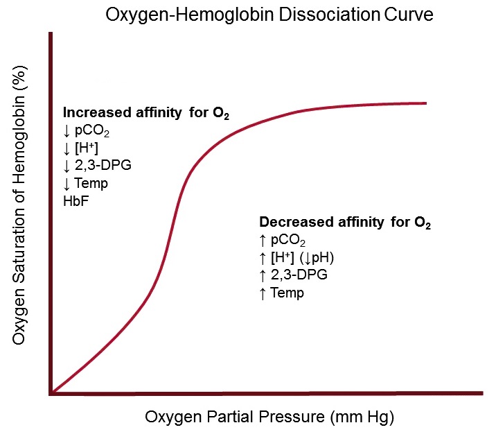 MCQ on Hemoglobin Structure and Function: Lecture Notes and MCQs ...