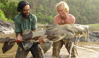 Goonch Catfish - Another Amazing Freshwater Fish Spcies | Alligator Gar ...