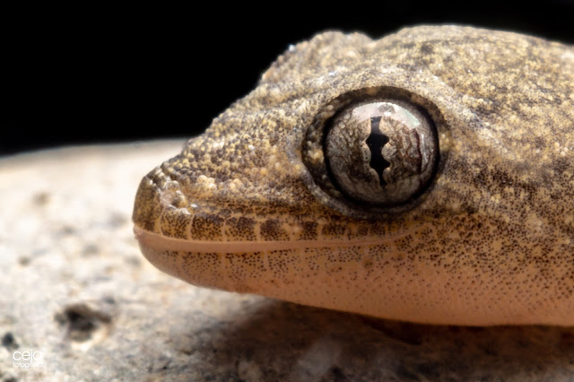 CEJA | Fotografía: Gecko Enlutado - Mourning Gecko (Lepidodactylus ...
