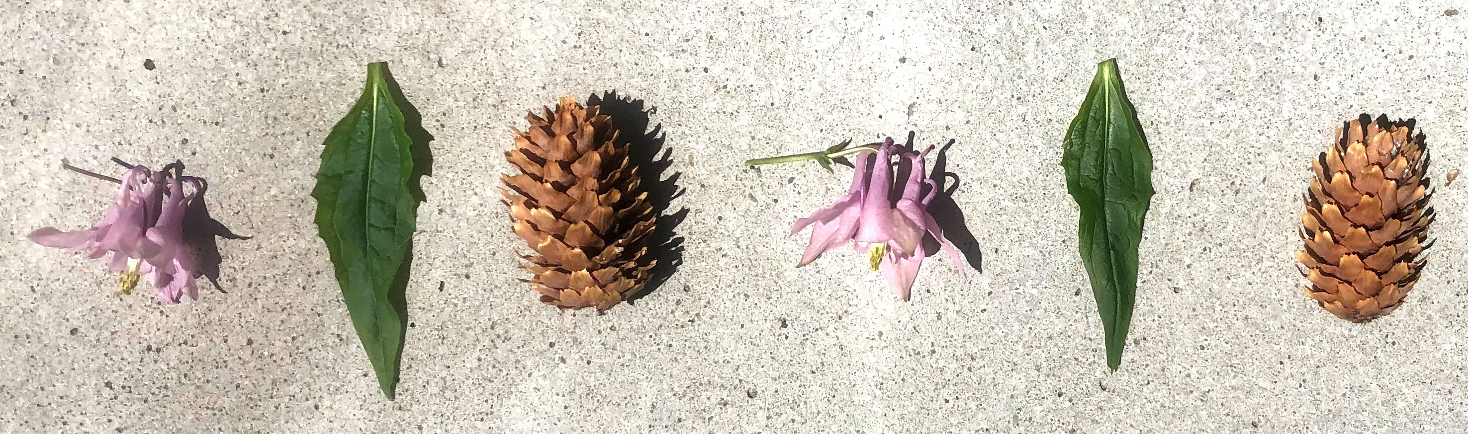 ms. brown's classroom: Repeating Patterns with Nature