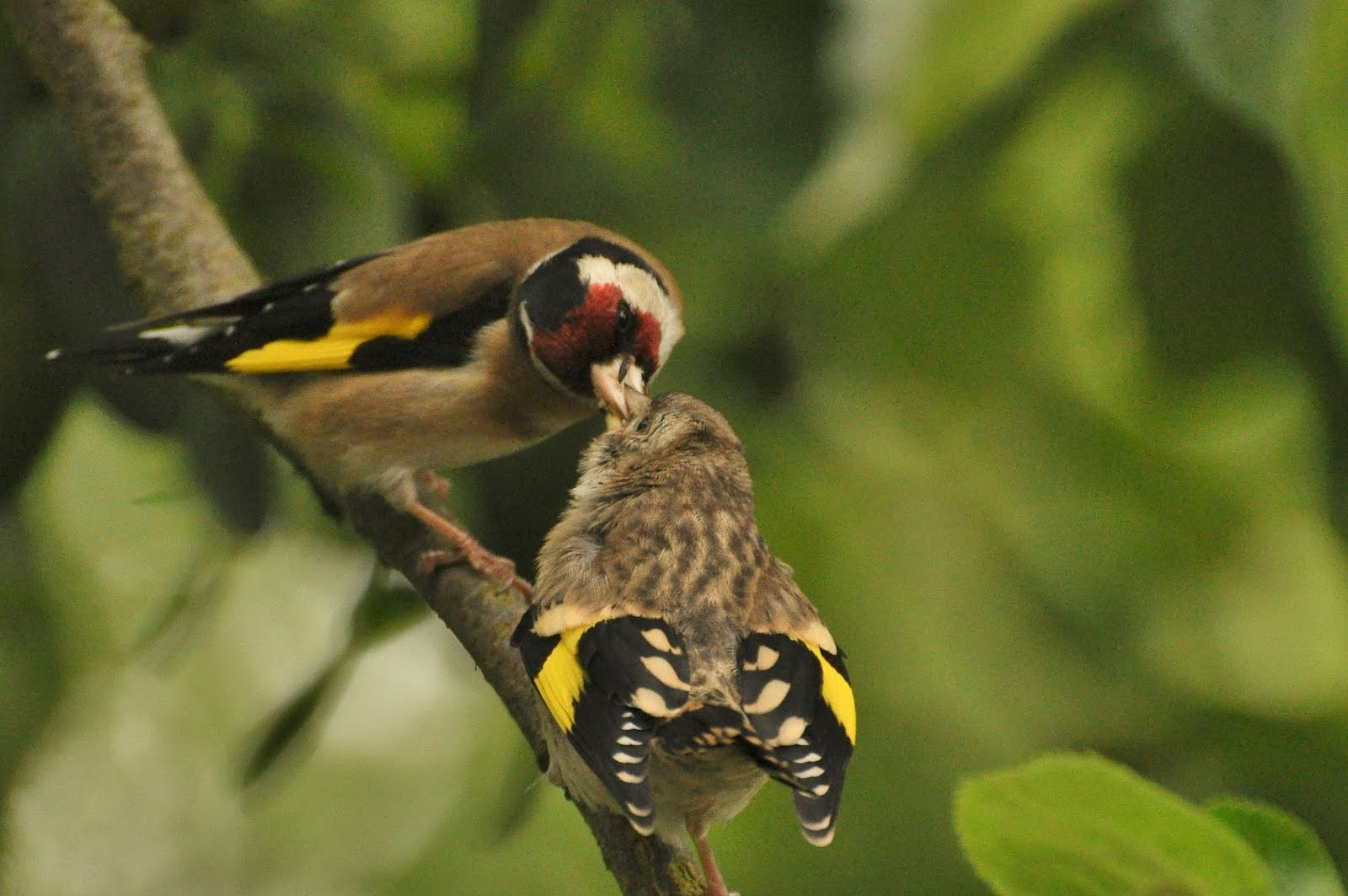 Gerda's photo blog : June 1 - goldfinch chick being fed