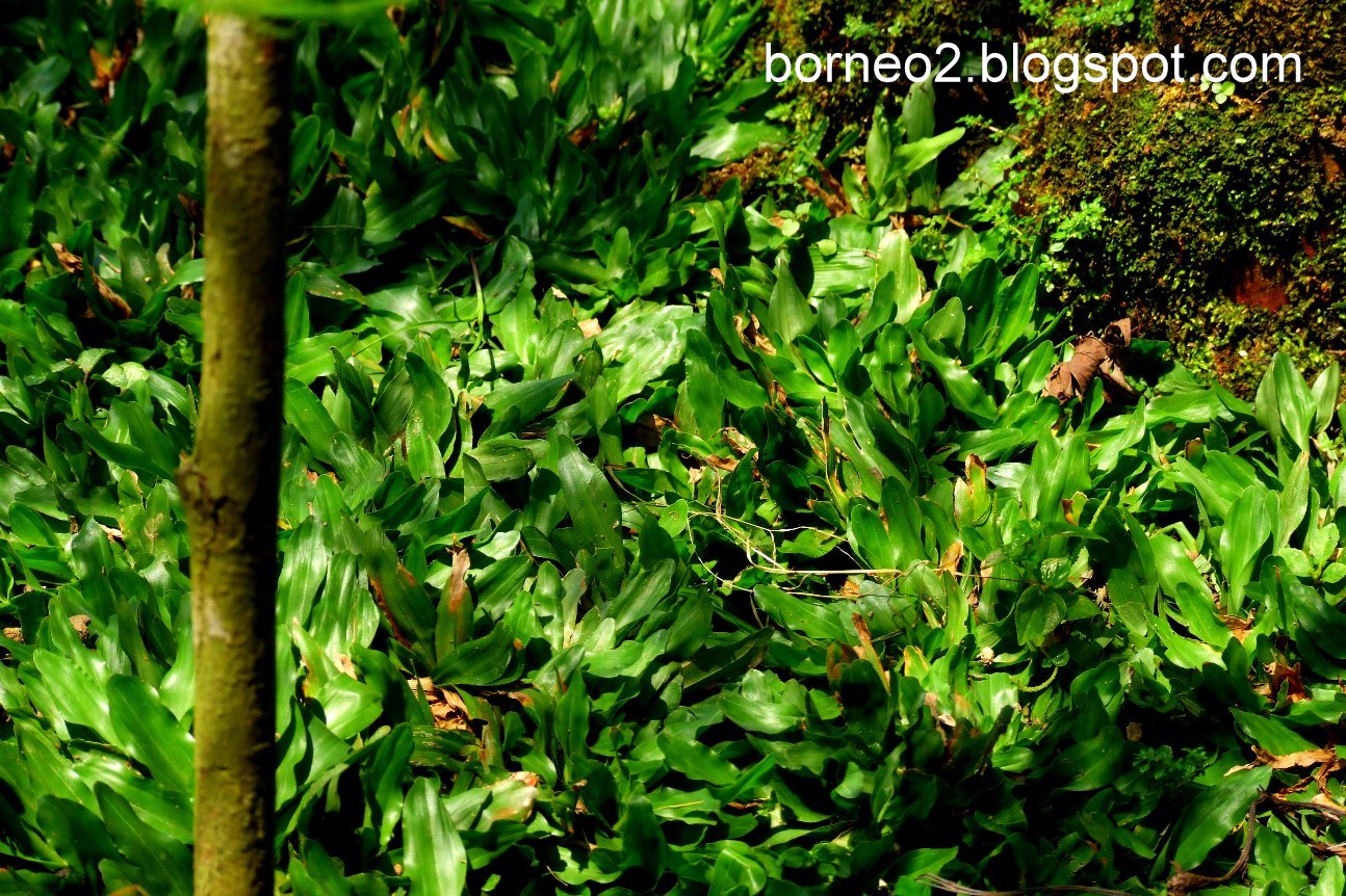 Borneo Island, Awaken To A Different World: Pearl Grass