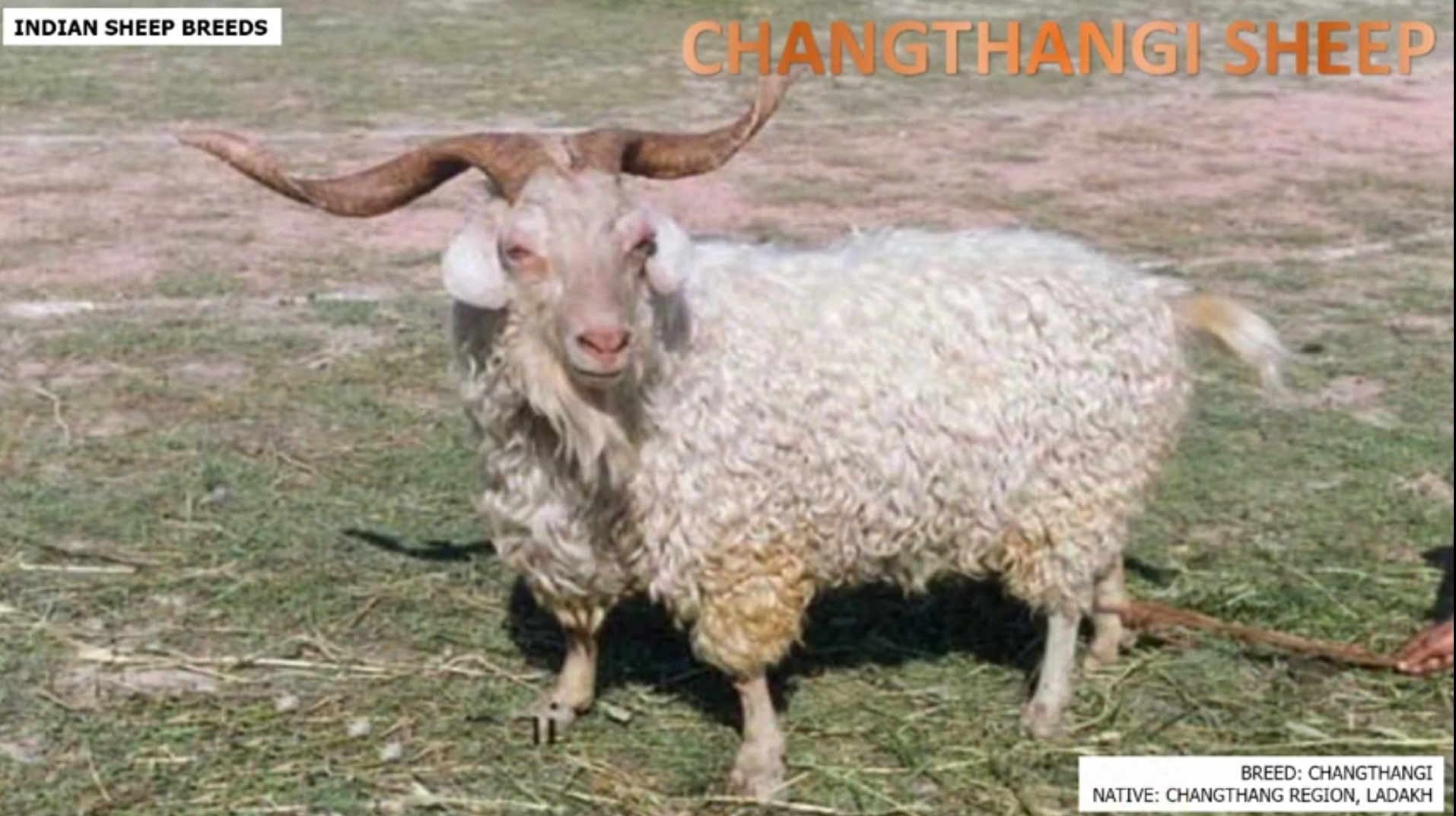 Most Popular Sheep Breeds of India