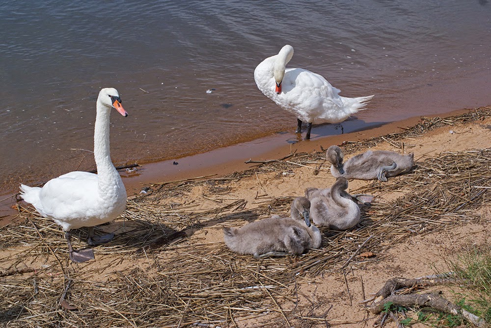 A Picture Each Day: Cygnets