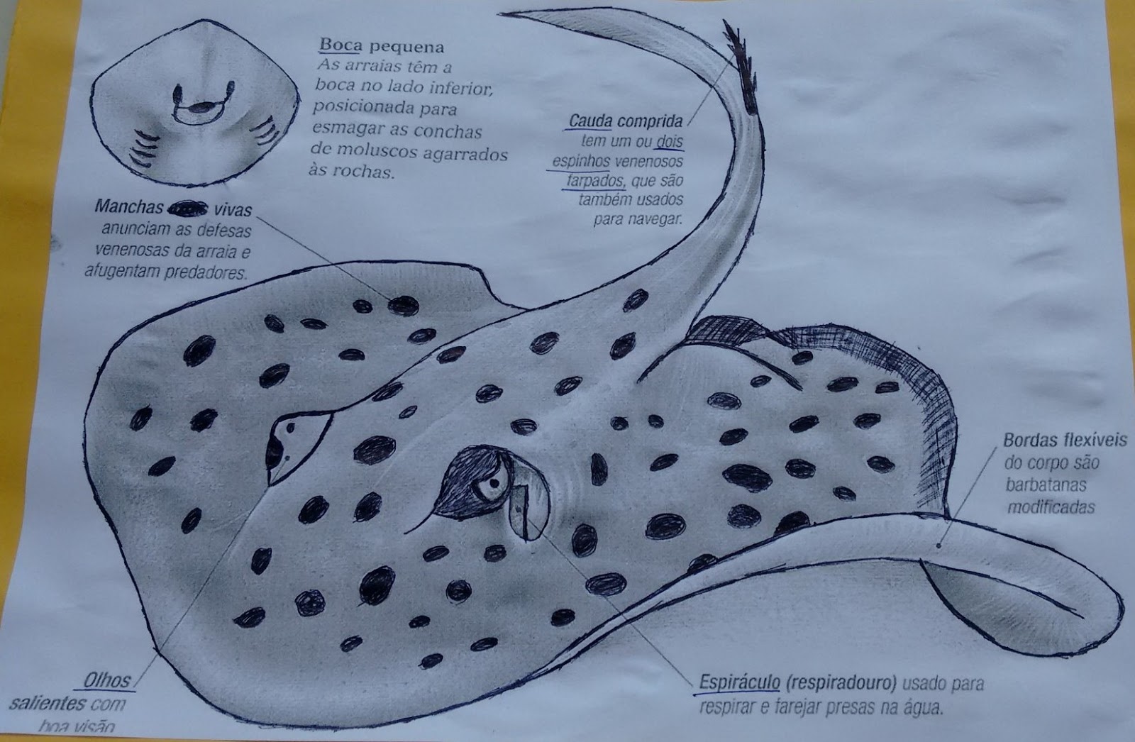RosaBio: Arraias (Peixes cartilaginosos)