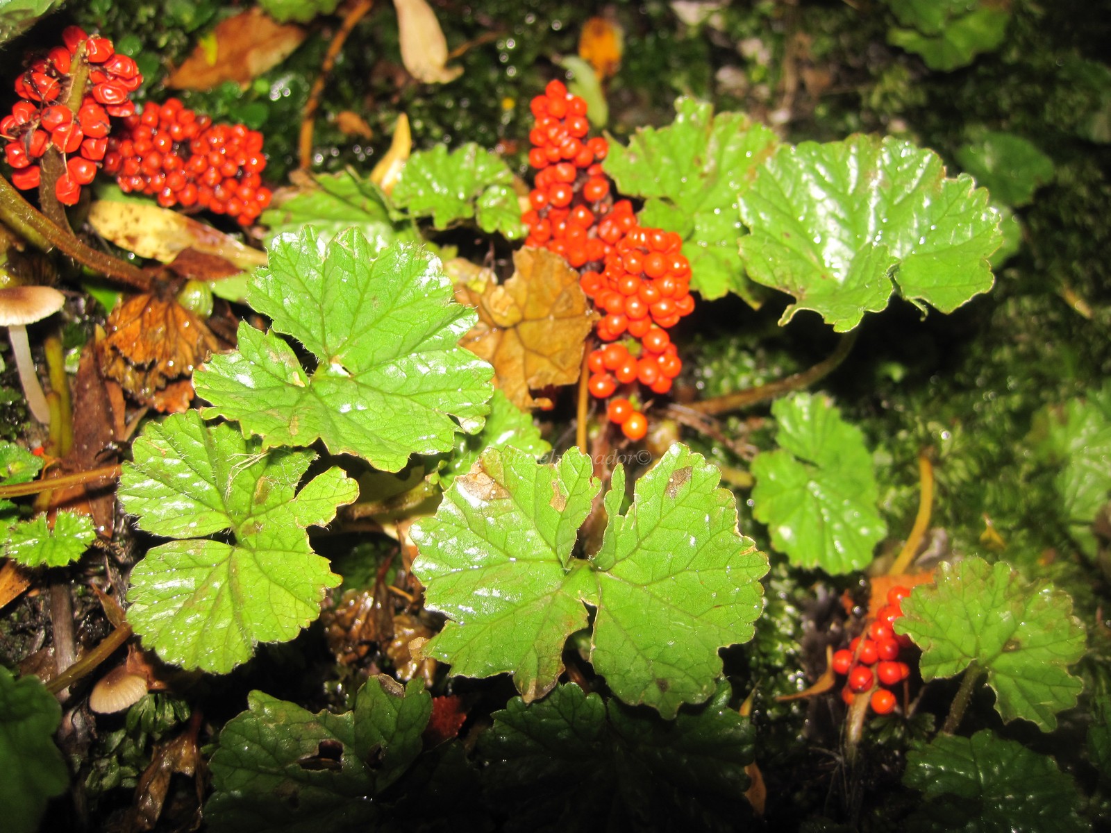 Agenda del Pescador: Mermelada de Nalca (Gunnera chilensis)