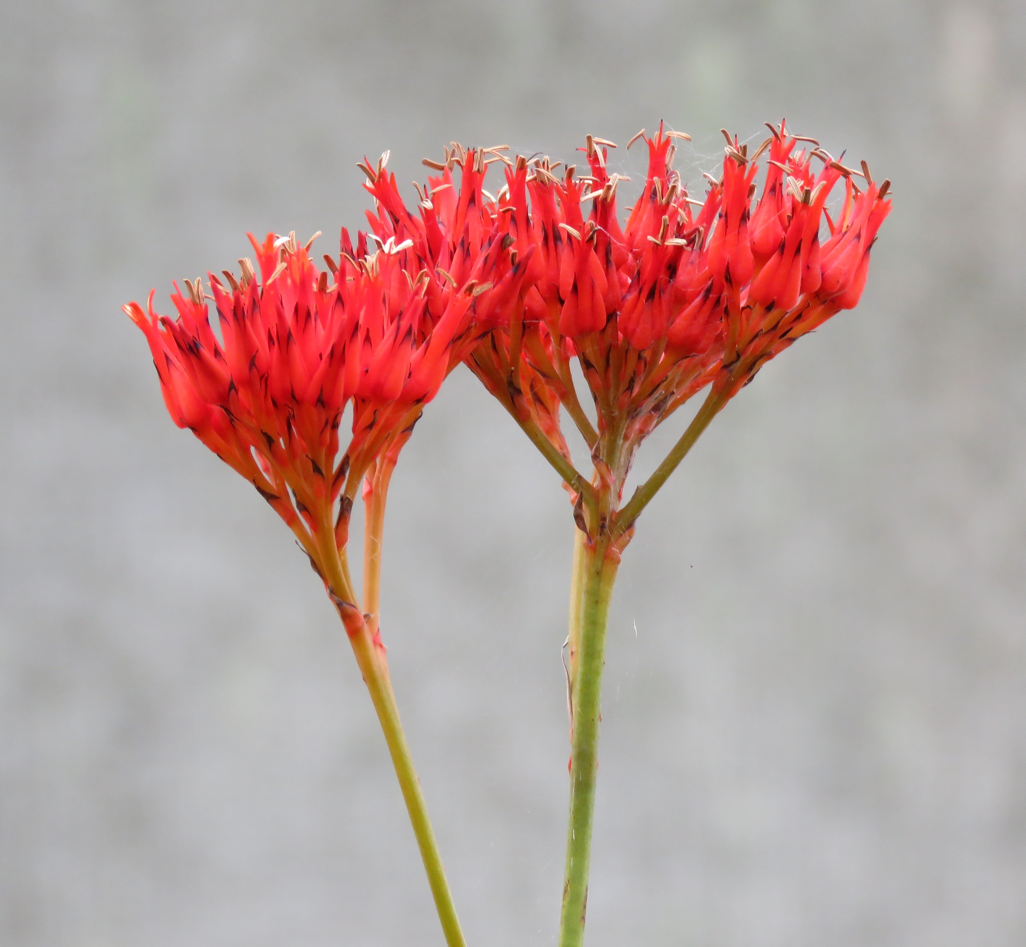 Haemodorum is red all over