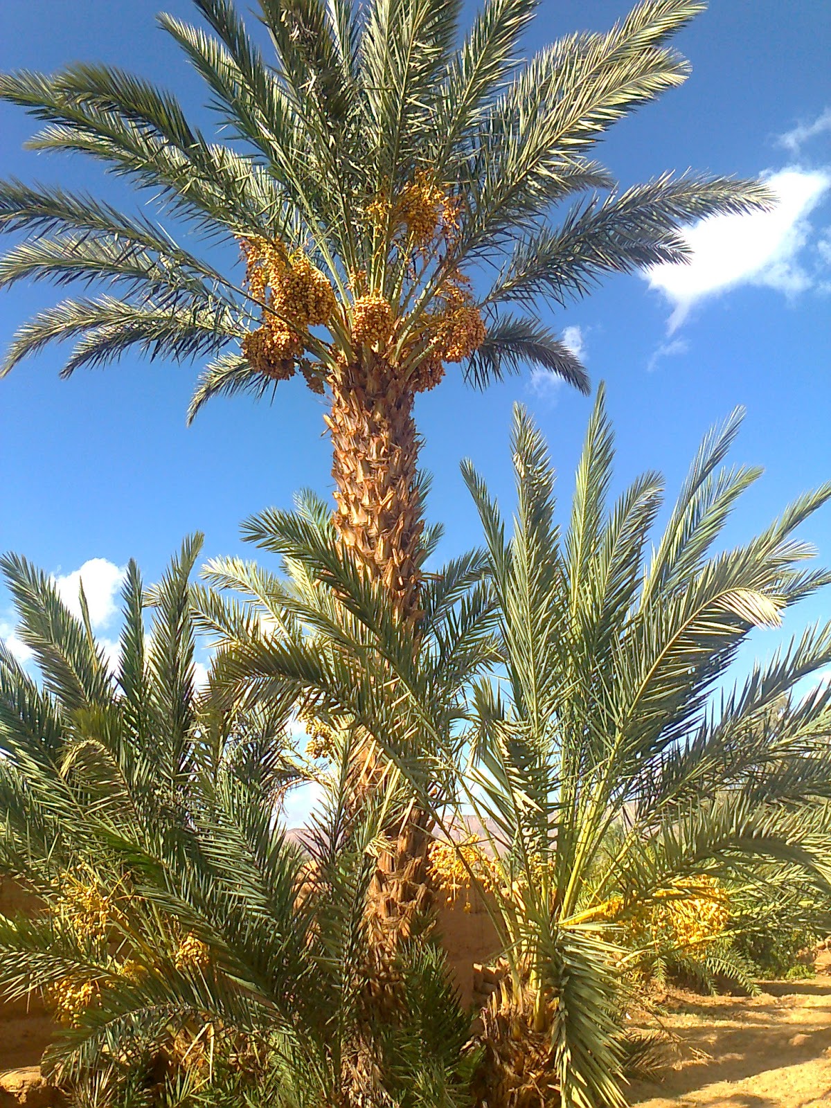 Biologie Simplifiée : Le Palmier dattier au Maroc