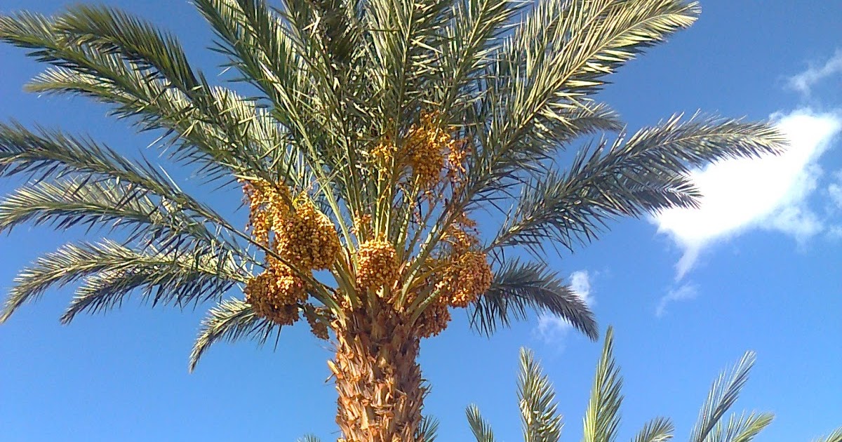 Biologie Simplifiée : Le Palmier dattier au Maroc