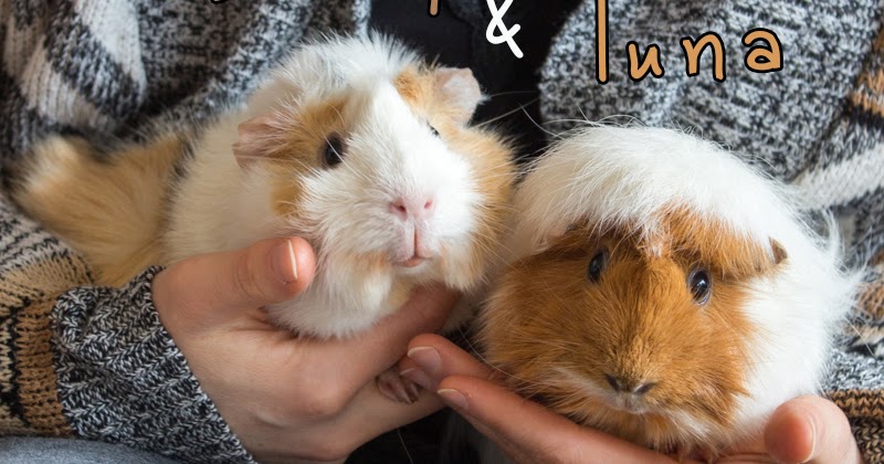 Meet My Guinea Pigs: Ginny & Luna | Homestead Herbs & Healing ...