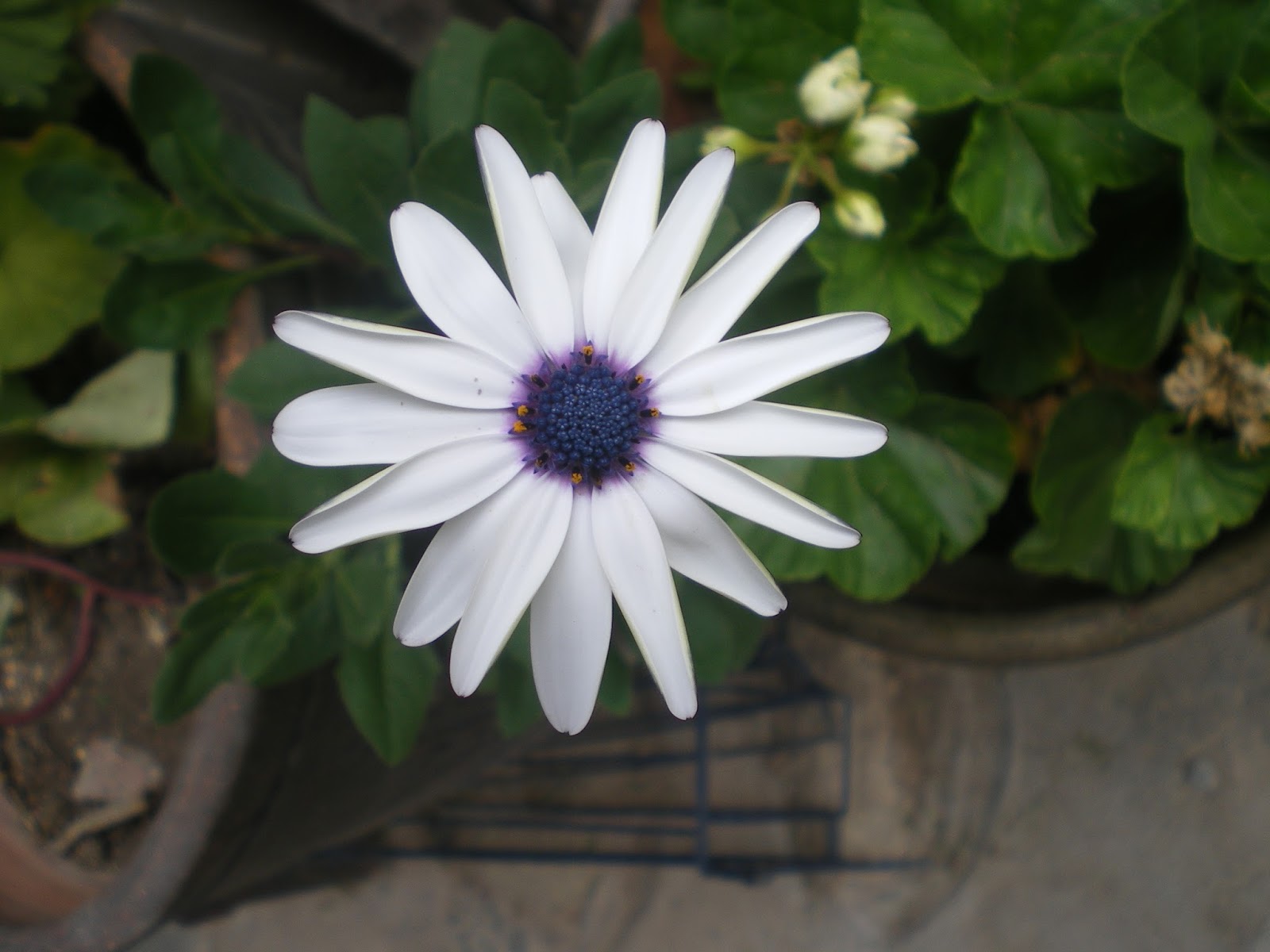 Arte Manual: Proceso de formación de la Margarita Africana, una flor ...