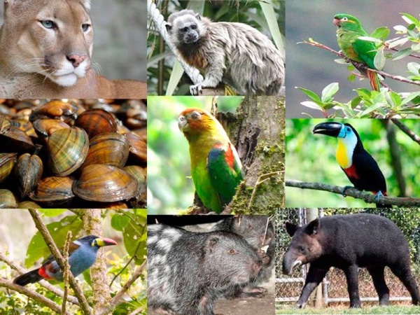 Definición de Fauna