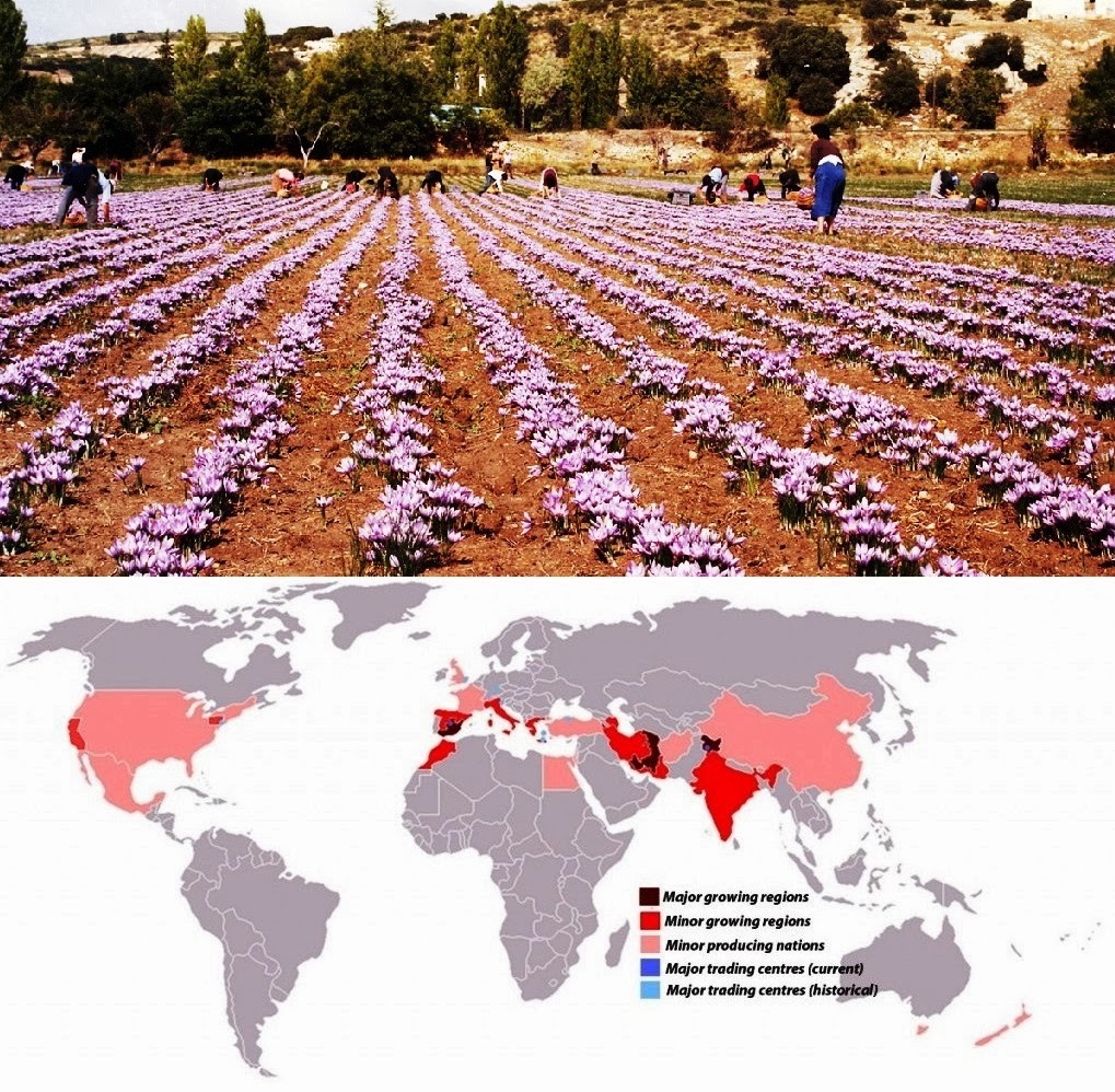 Business Ideas | Small Business Ideas: How to Grow Your Own Saffron ...