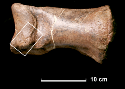 My Prehistoric Saga: Tyrannosaurus rex Specimen Sizes.