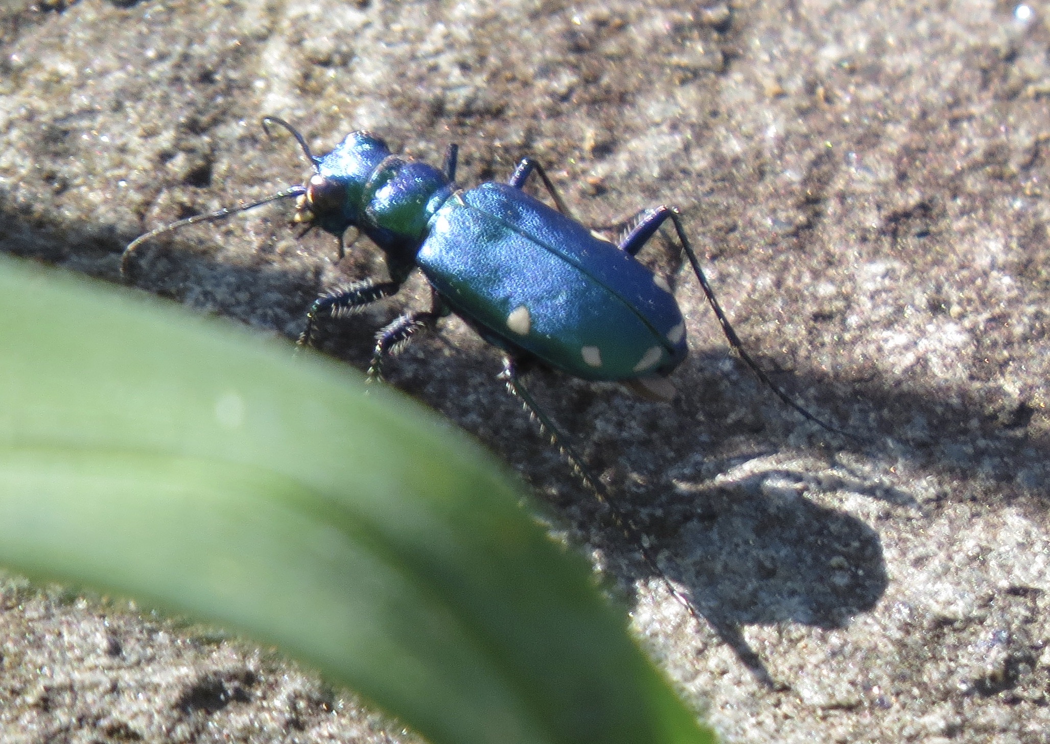 Jericho, Vermont Photos: Jericho, Vermont has cool bugs!