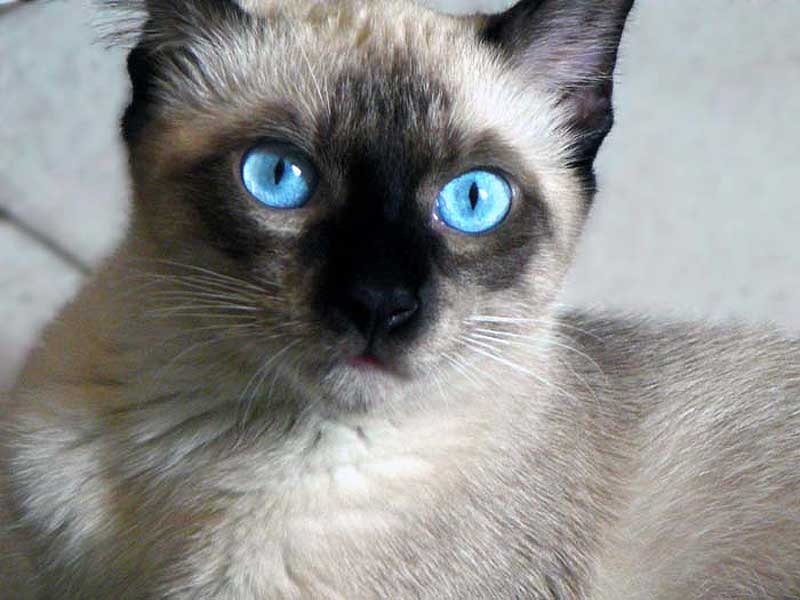 O Blog dos Gatos:~*: Siamês.