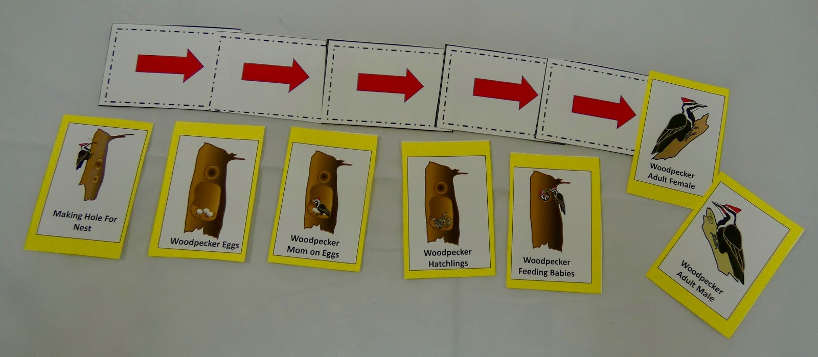 Life Cycle Sorting Cards NGSS 3-LS1-1 and Utah SEEd 3.2.1 - Teaching ...
