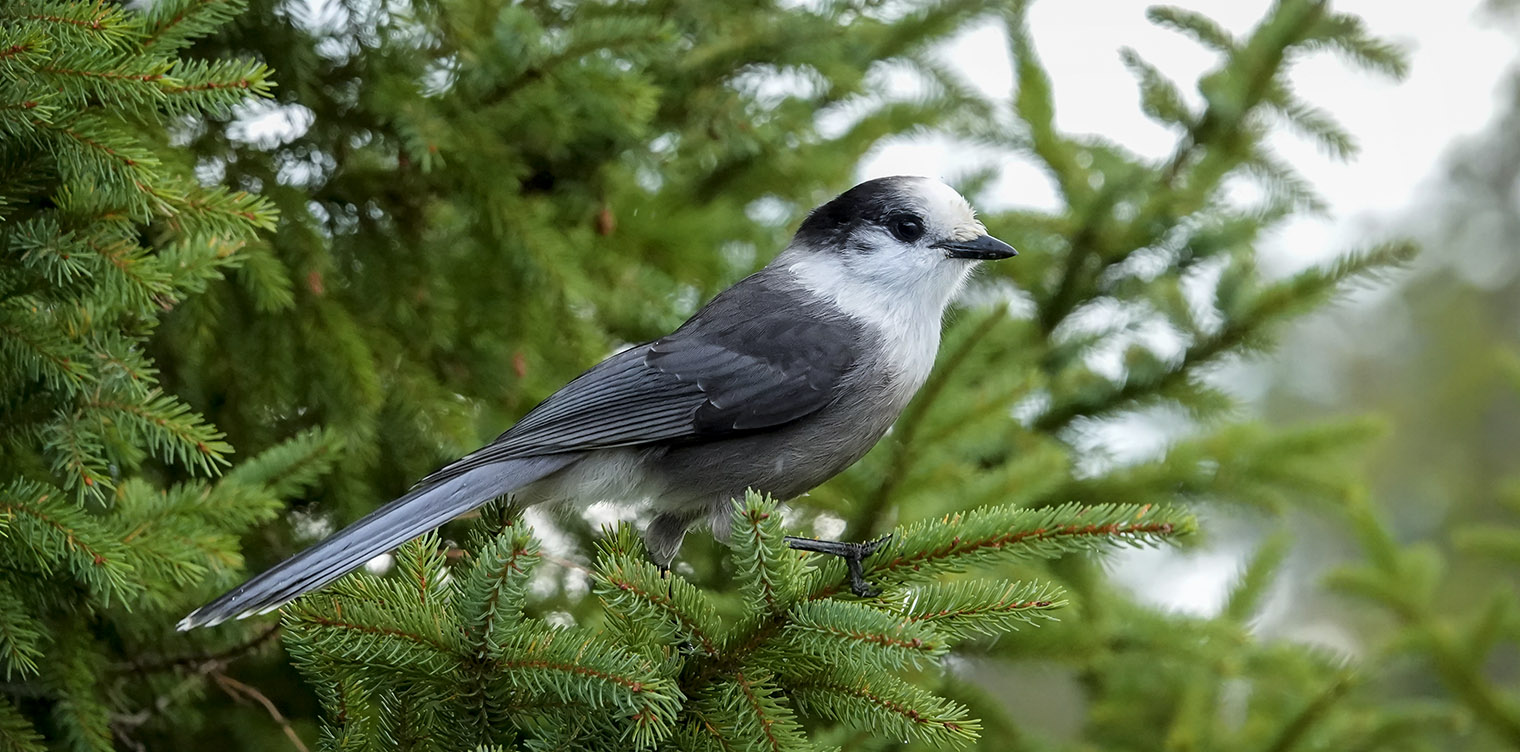 De mar a mar. Las aves oficiales de Canadá.