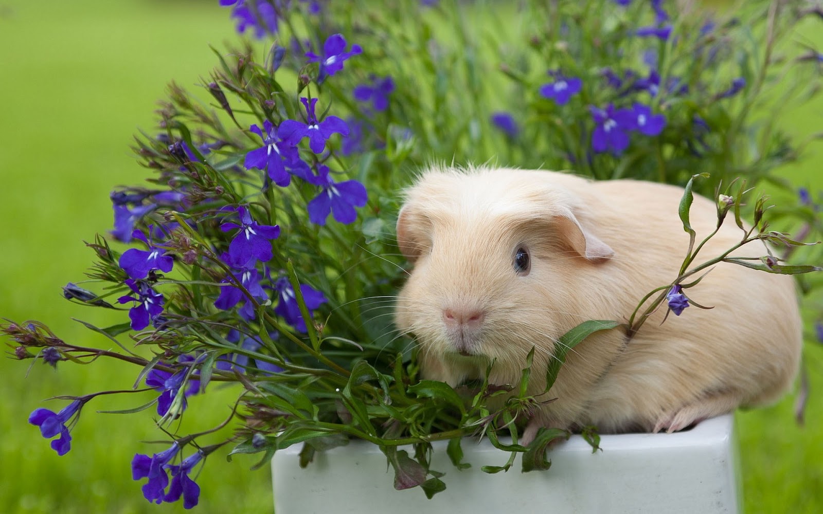 Cavia op een bloempot met bloemen