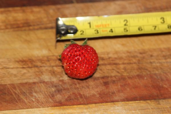 Mudflower: Pineberries, Strasberries and Bubbleberries