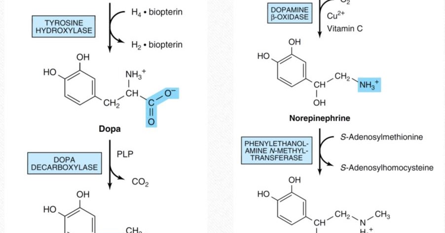 Lecture notes on Pheochromocytoma: Hypersecretion of Catecholamines