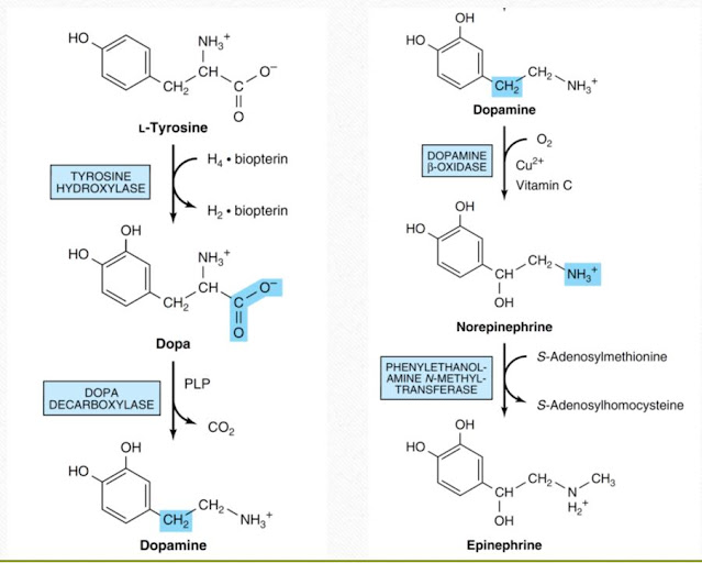 Lecture notes on Pheochromocytoma: Hypersecretion of Catecholamines