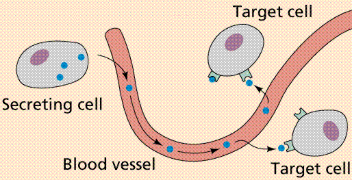 #91 Hormones, role of adrenaline | Biology Notes for IGCSE 2014 & 2024