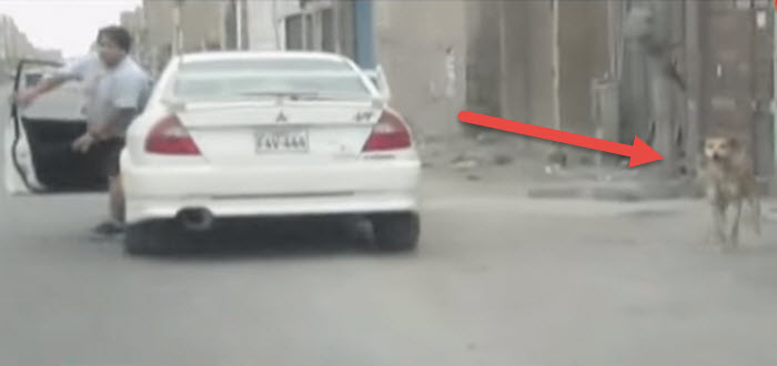 Sujeto que conducía con su perro atado a la parte trasera de su auto niega ser un maltratador ...